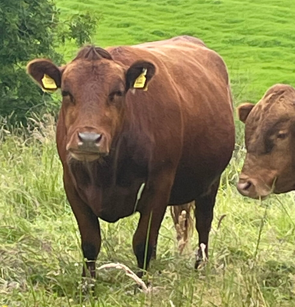 Why Dexters | Dexter Cattle Society